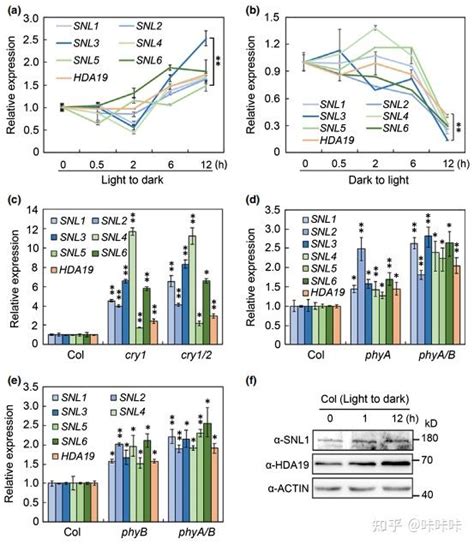 文献解读 组蛋白去乙酰化酶复合体snl Hda19 通过拮抗hy5 活性抑制拟南芥的光形态建成 知乎