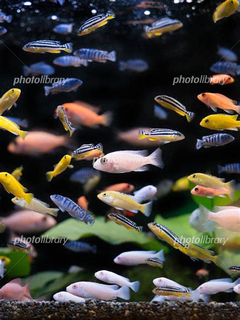 水槽の中の熱帯魚 写真素材 1545401 フォトライブラリー Photolibrary