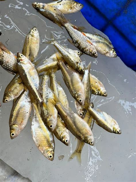 Mola Fish At Rs 200kg मछली In Lucknow Id 2851251628533