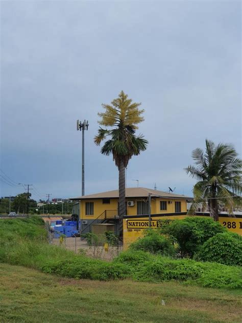Corypha Utan Flowering Discussing Palm Trees Worldwide Palmtalk