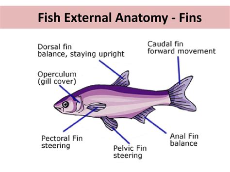 Fish Anatomy Fins Sketch Of The Anatomy Of A Fish Showing The