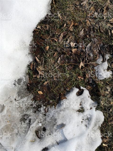 녹색 잔디 근접 촬영에 눈을 녹는 겨울과 봄 개념 배경 사이 0명에 대한 스톡 사진 및 기타 이미지 0명 가까운 가리기