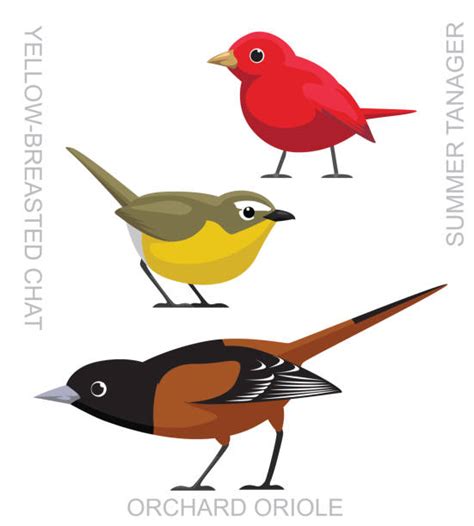 130개 이상의 Scarlet Tanager 스톡 일러스트 Royalty Free 벡터 그래픽 및 클립 아트 Istock