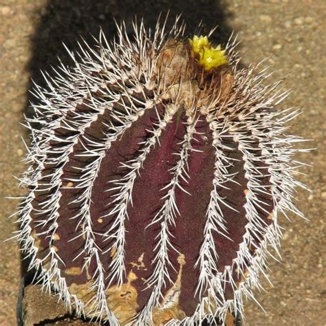 Uebelmannia Buiningii