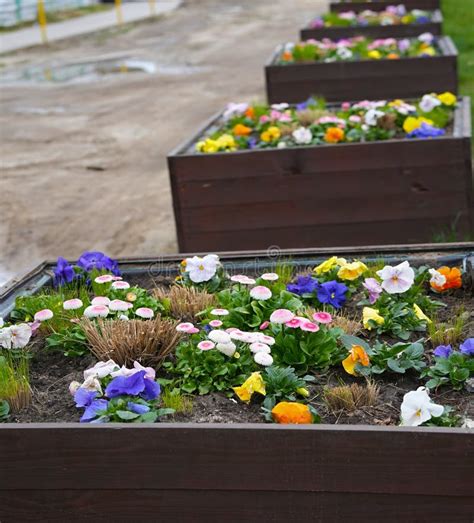 Tall Square Wooden Flower Beds With Blooming Spring Flowers Stock Image
