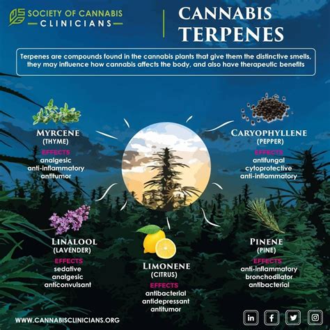 Cannabis Botany Terpenes Cannabisclinicians Society Of Cannabis