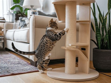 Cat Proof Your Couch Simple Hacks To Protect Your Furniture