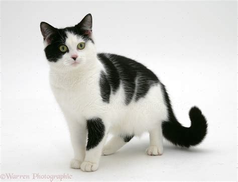 Black And White Cat Photo Wp26256