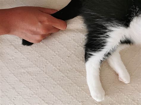5 Reasons Why Your Cat Is Acting Weird When You Scratch The Base Of