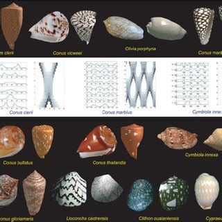 The Effects On Patterns Of Shell Growth And Perturbations As The Shell