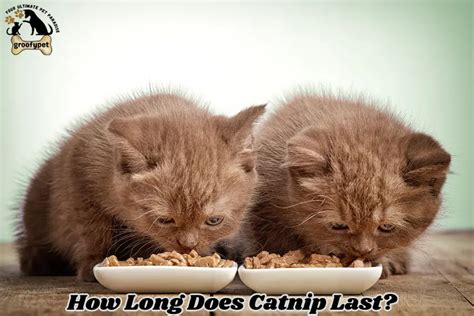 How Long Does Catnip Last The Key To Feline Happiness Groofypet
