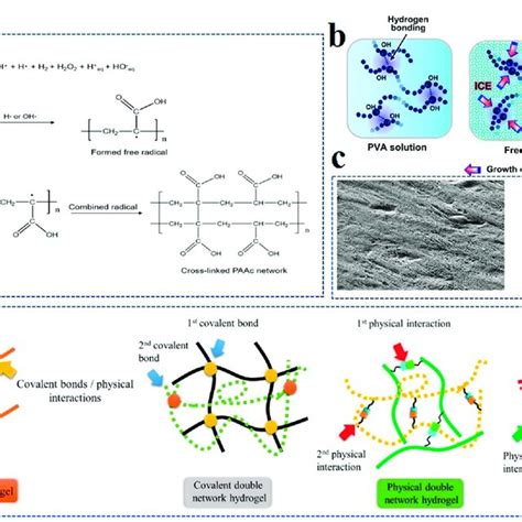 A Synthesis Routes Of Chemical Cross Linked Paac Hydrogel Networks By