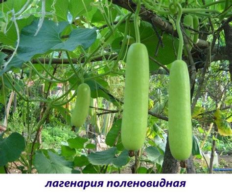 Лагенария тыква - выращивание, семена, фото