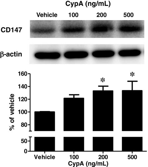 Effect Of Cypa On Cd147 Expression By Cultured Mouse Macrophages Download Scientific Diagram