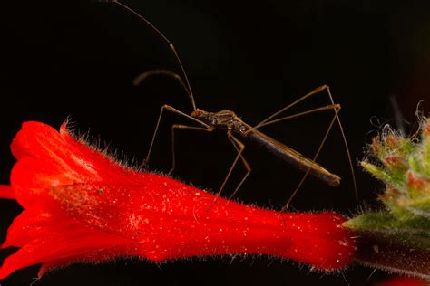 An Unreal Stilt Bug Acanthophysa Echinata Visiting A California Fuschia [5760 × 3840] [oc] R