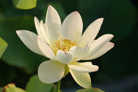 蓮悟空細碗碧蓮など開花 蘇山蓮園