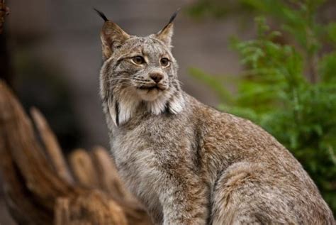Lynx Natural History On The Net