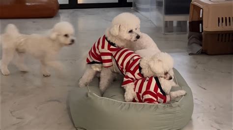 오늘도 대혼돈속으로 끝없는 비숑타임속으로~~~ Youtube