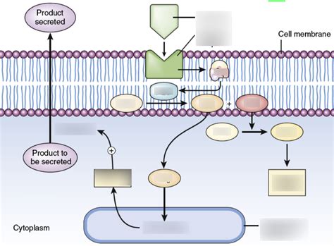 Pip2 Pathway Diagram Quizlet