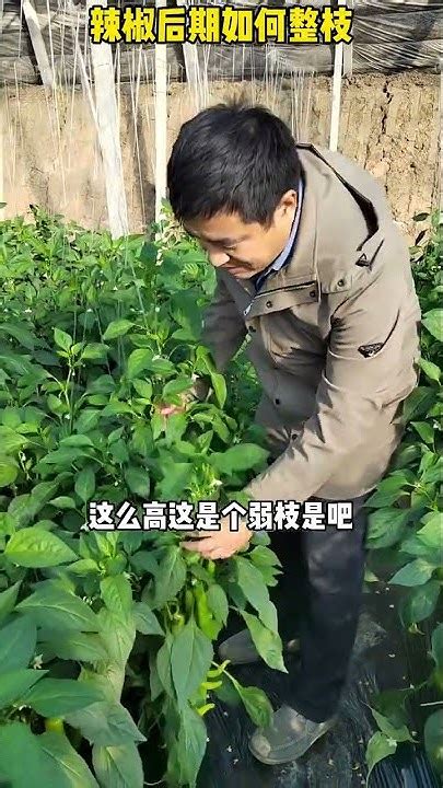 辣椒到了后期，一定要这样整枝关注我每天为你分享更多农业知识 农业技术推广 增产增收才是硬道理 了解种植技术点红心关注 关注我一起学种菜 Youtube