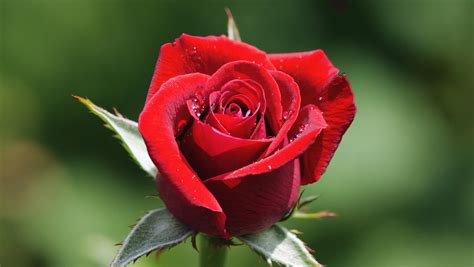 Обои на рабочий стол на фоне зелёной листвы бутон красной розы с капельками россы · 1920x1080