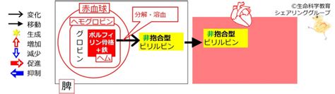 Images of ビリルビン Page 2 JapaneseClass jp