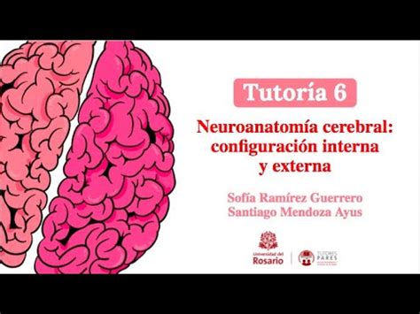 Tutoría 6 Neuroanatomía cerebral Configuración externa e interna