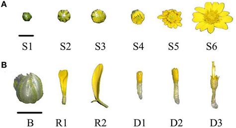 Inflorescence Of Four Chrysanthemum Cultivars And Three Chrysanthemum Download Scientific