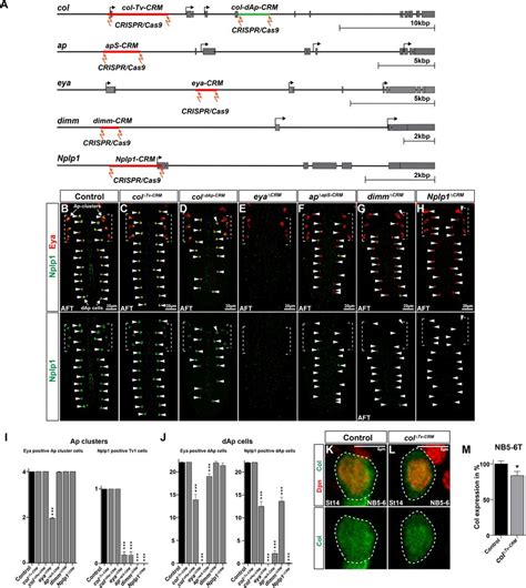 Crisprcas9 Deletion Of Enhancers Affects Tv1 And Dap Specification