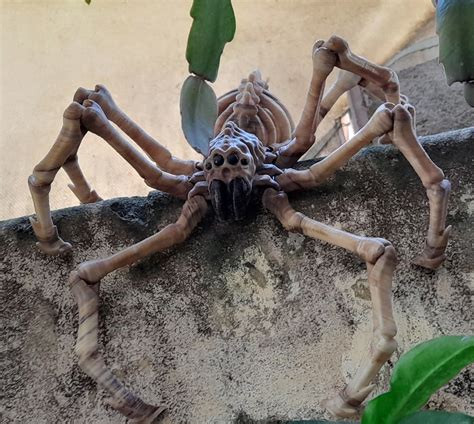 💀 Leonardz3d Flexi Print In Place Skeleton Spider Halloween・free