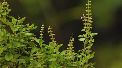 Vijaya Ekadashi 2025 Why You Should Offer Tulsi Leaves To Lord Vishnu