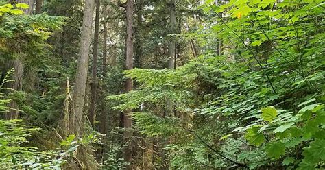 The Path Out Back Imgur