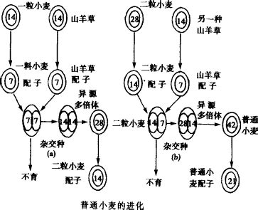 小麦结构示意图 小麦籽粒纵切图 小麦分蘖示意图 大山谷图库