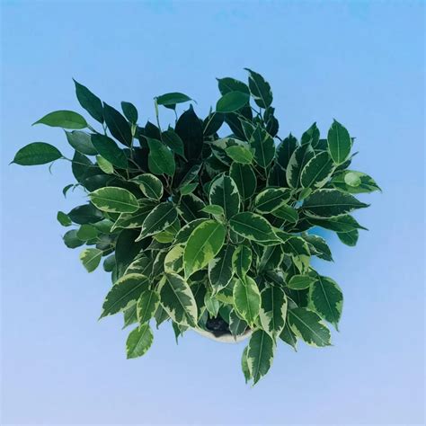 Купить Фикус в Москве с доставкой в интернет магазине Plantis