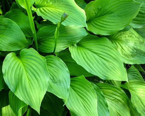 Hosta Leaves Green Hosta Leaves In Snidaregården Garden In Flickr