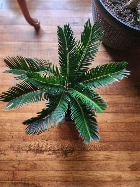 Sago Palm Care Tips A Basic Guide For A Healthy Houseplant Hubpages