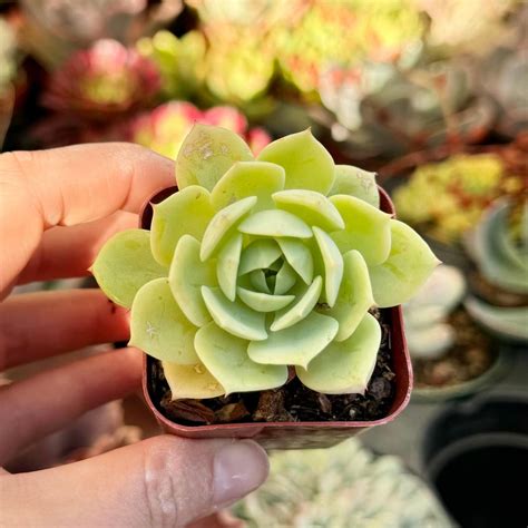 Echeveria Green Abalone Live Succulent Plant Etsy