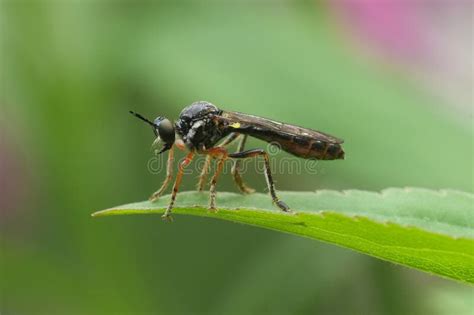 Legged Robber Fly Stock Illustrations 1 Legged Robber Fly Stock