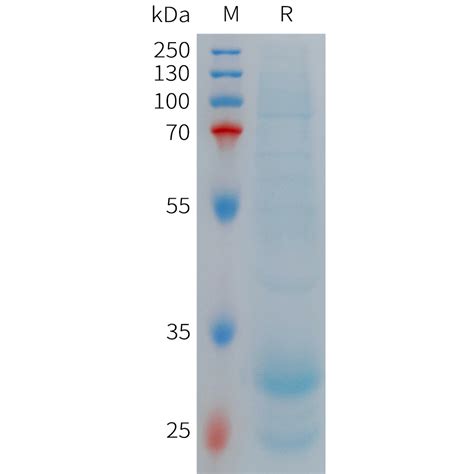 Human Hamp 60 84 Protein Hfc Tag Dima Biotechnology