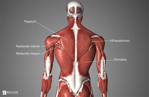 Actualizar Imagen Partes De La Espalda Gym Comovamosciudadde Mexico