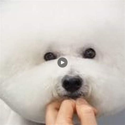 광교애견미용 트리밍매직 🎩 On Instagram 러블리 라떼💖 비숑은사랑입니다 비숑미용 비숑