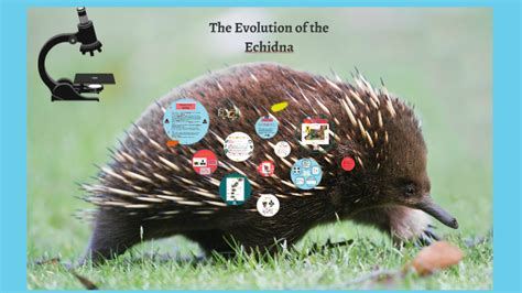 The Evolution Of The Echidna By On Prezi