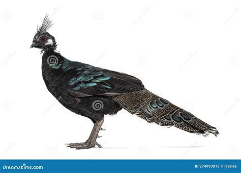 Palawan Peacock Pheasant Polyplectron Napoleonis Isolated On White