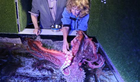 Octopus Sex And Mating 8 Science‑backed Facts You Cant Miss