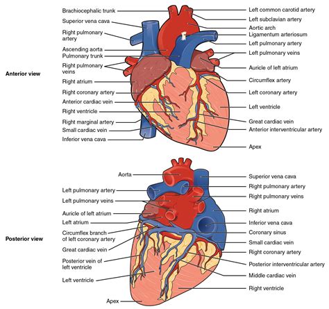 Chapter 19 The Cardiovascular System The Heart Anatomy And