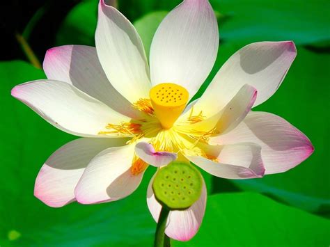 로터스 꽃 핑크 Pixabay의 무료 사진 Pixabay