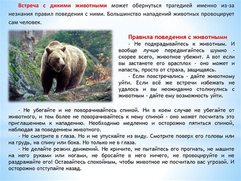 Поведение в лесу при встрече с опасными животными и при грозе ...