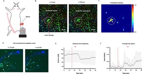 Transformer Based Spatialtemporal Detection Of Apoptotic Cell Death In Live Cell Imaging Elife