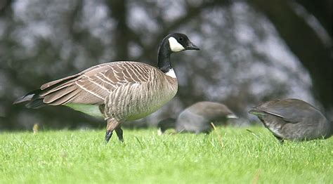 Cackling Goose Song Call Voice Sound