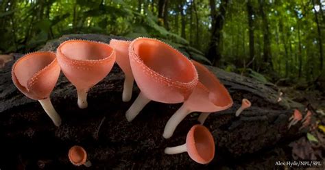 One Billion Year Old Fungi Have Been Recently Discovered Making Them